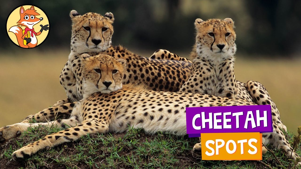 Cheetah Spots | Ask Scarlett - NWF | Ranger Rick