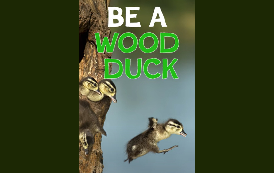 Be a Wood Duck! - NWF | Ranger Rick