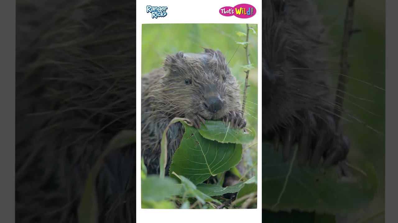 Beaver Food | That's Wild - NWF | Ranger Rick