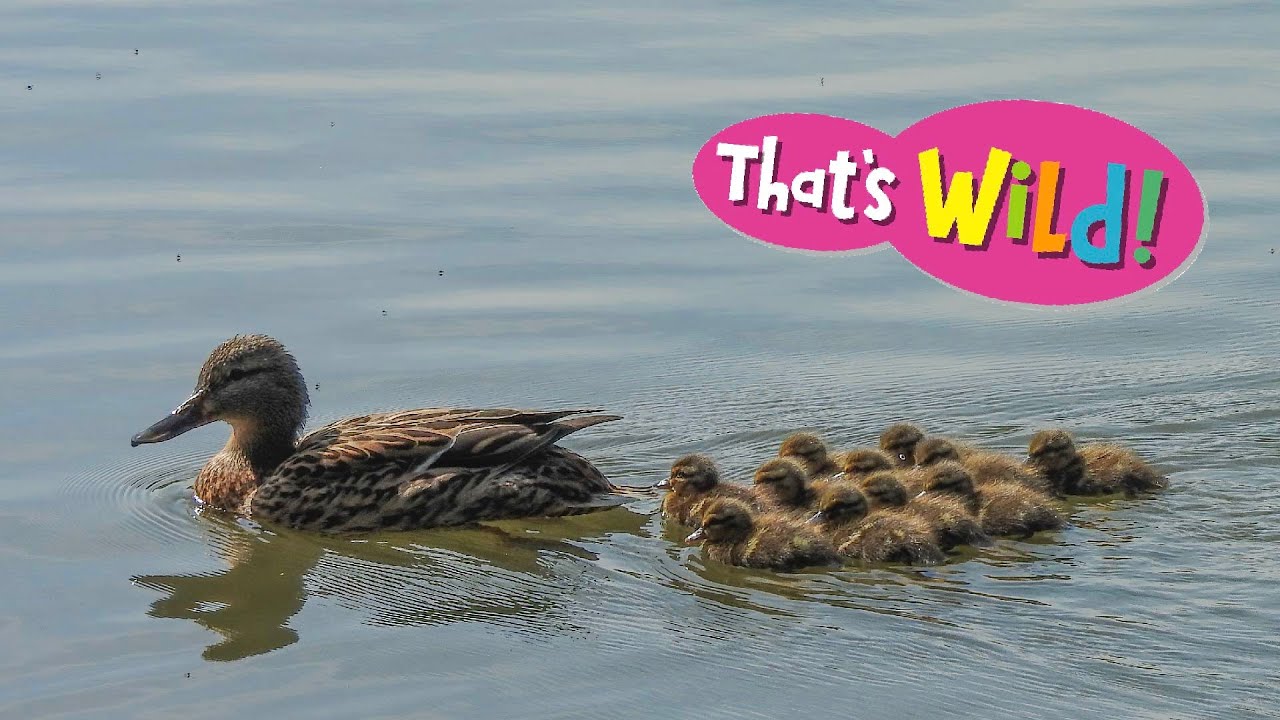 Listen to a Mallard Quack - NWF | Ranger Rick