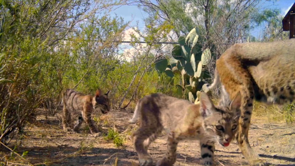 Meet the Bobcats - NWF | Ranger Rick