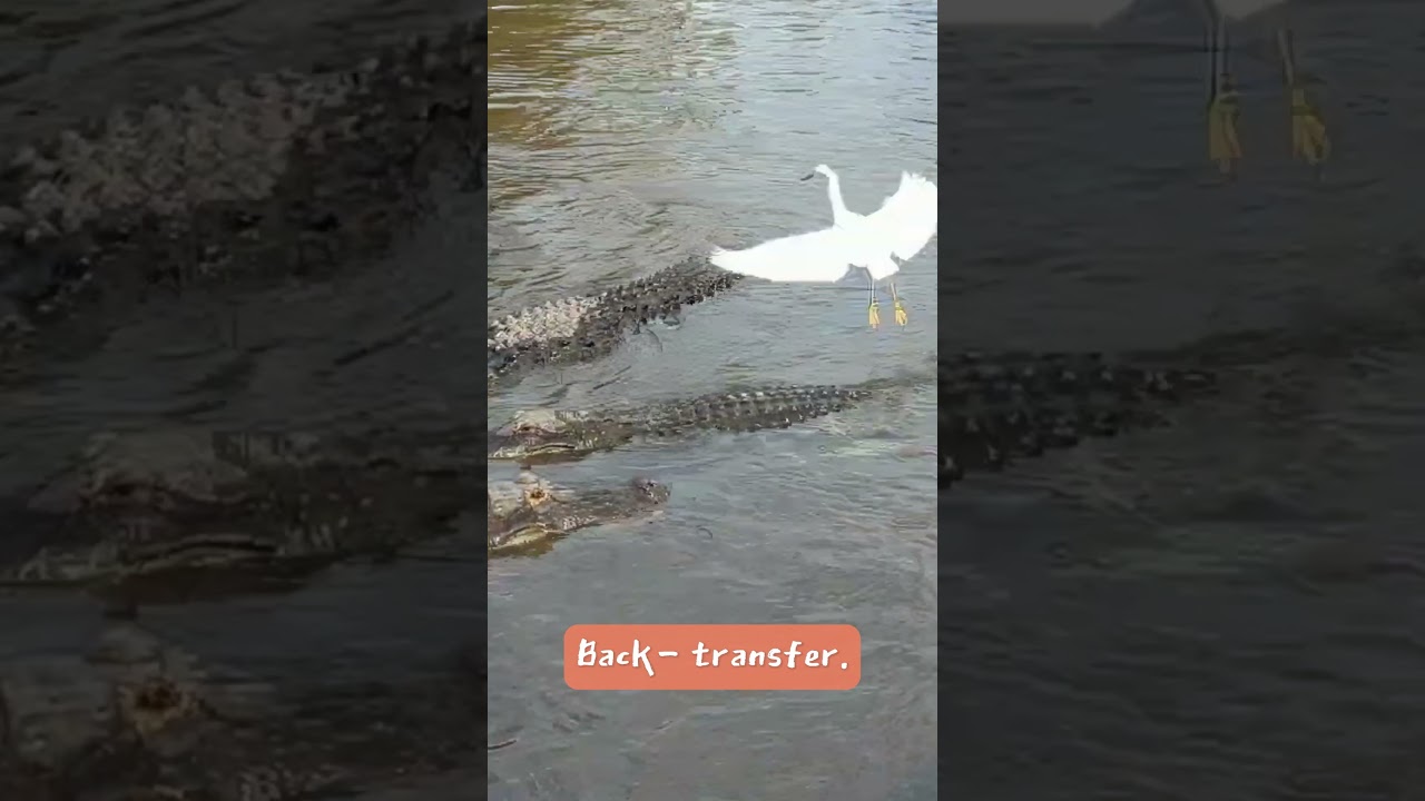 Watch an Egret Gator Surf - NWF | Ranger Rick