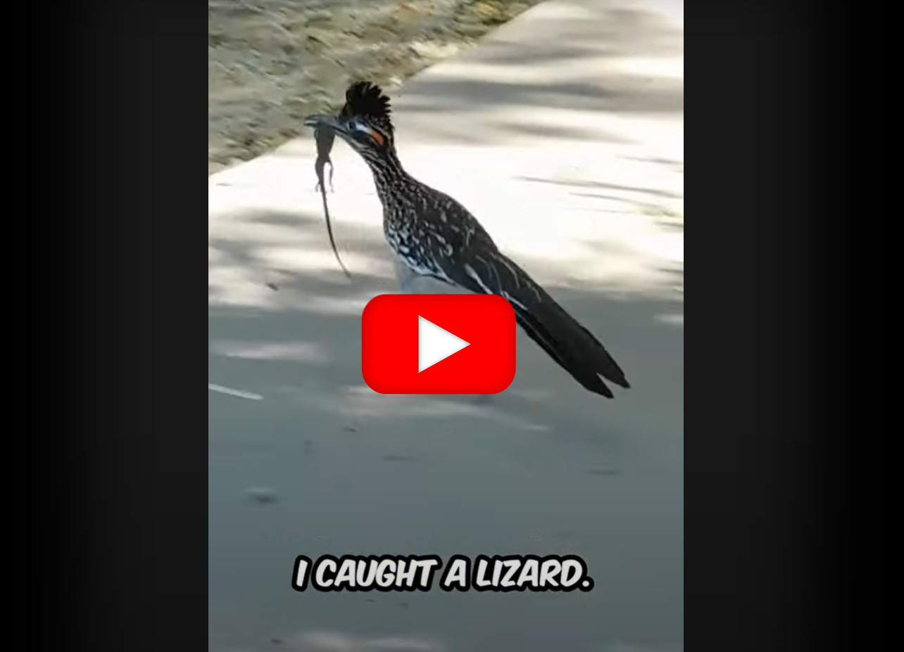 Roadrunner with Lizard - NWF | Ranger Rick