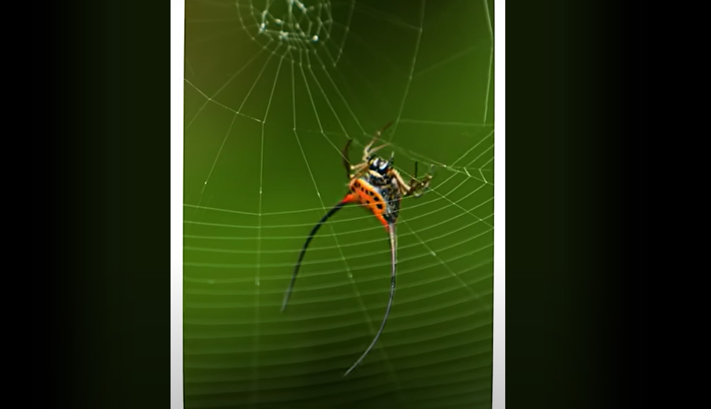 Spider Web | That's Wild - NWF | Ranger Rick
