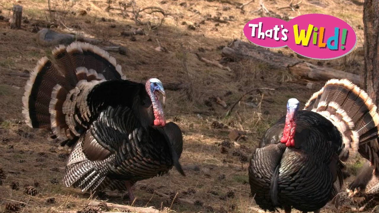 Turkey Gobbling | That's Wild - NWF | Ranger Rick