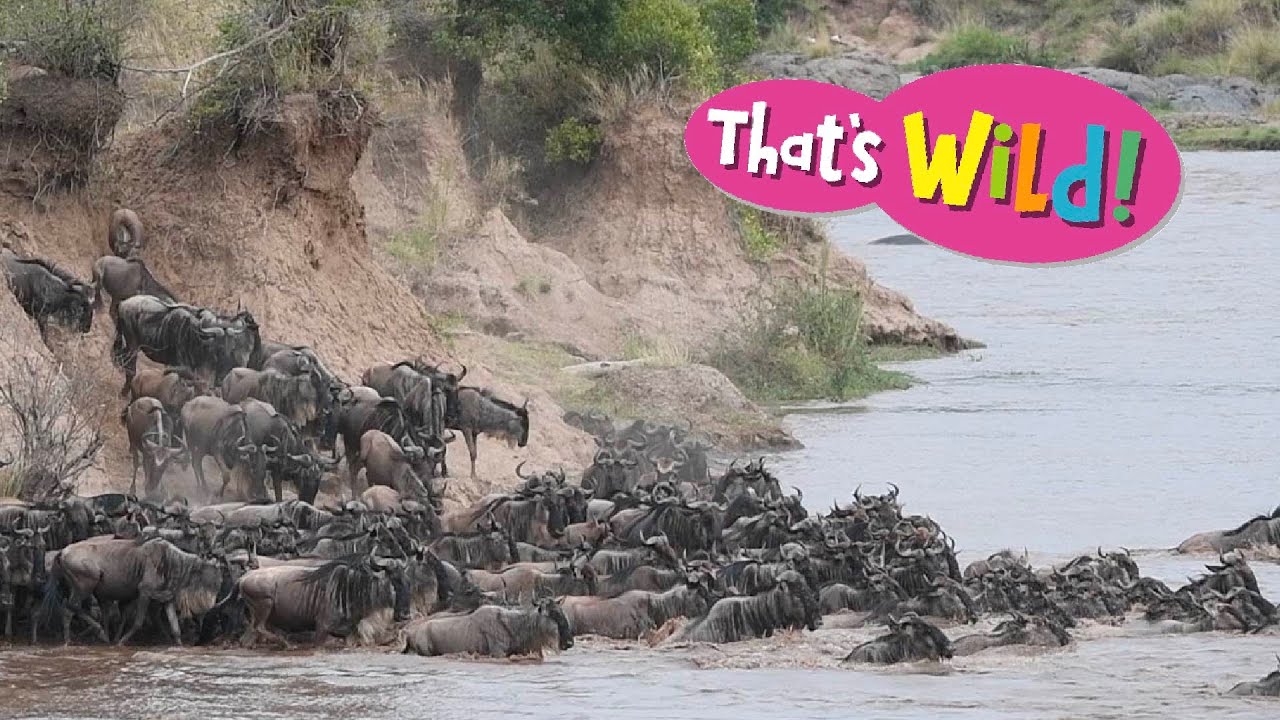 Wildebeest | That's Wild - NWF | Ranger Rick
