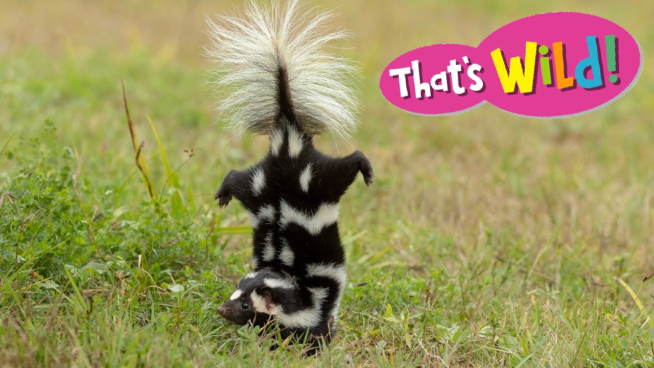 Skunk Sprays Bear Thats Wild Nwf Ranger Rick
