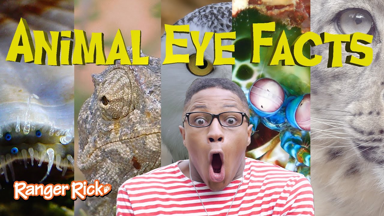 Animal Eye Facts - NWF | Ranger Rick
