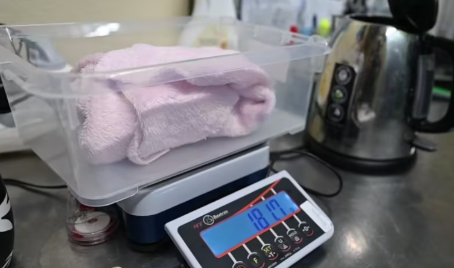 Panda Twins: Time to Weigh In! - NWF | Ranger Rick