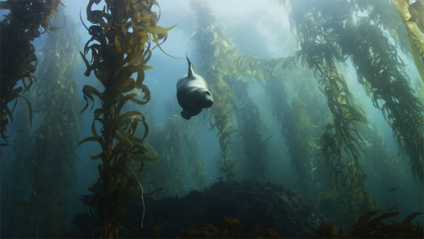 Kelp Forest | Field Notes - NWF | Ranger Rick