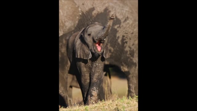Listen to an Elephant Calf Calling - NWF | Ranger Rick