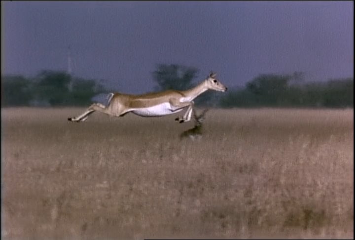 Impala Animal Jumping
