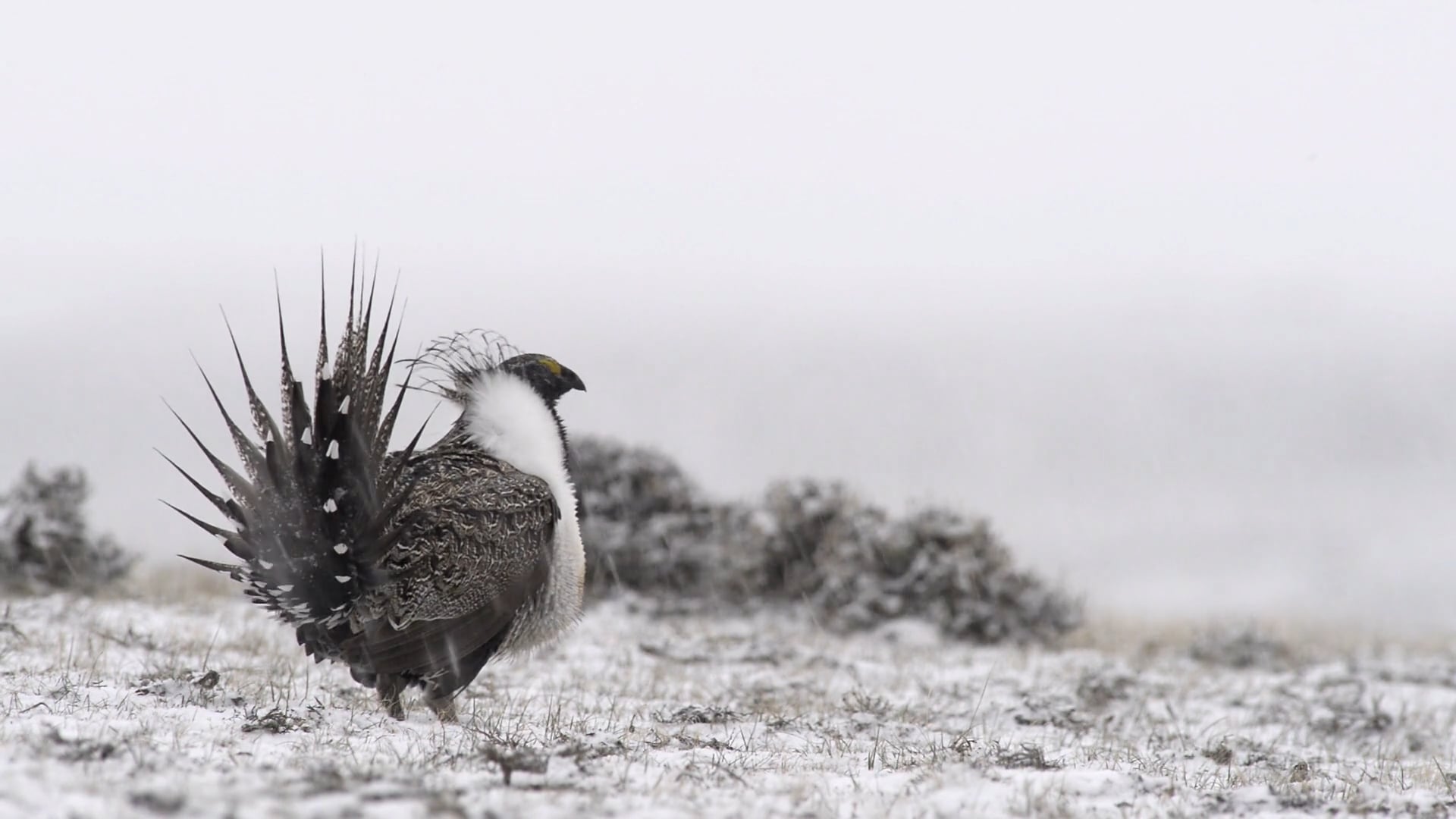 Sage Grouse Displaying on the Lek - NWF | Ranger Rick