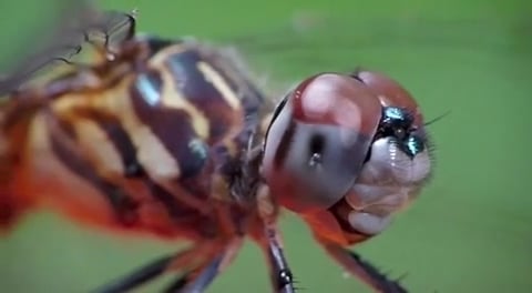 Dragonfly in the Rain by John Dunstan - NWF | Ranger Rick