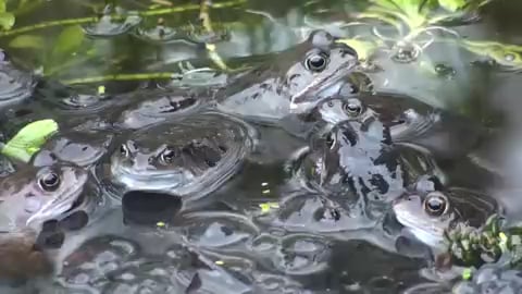 Spawning Frogs - NWF | Ranger Rick