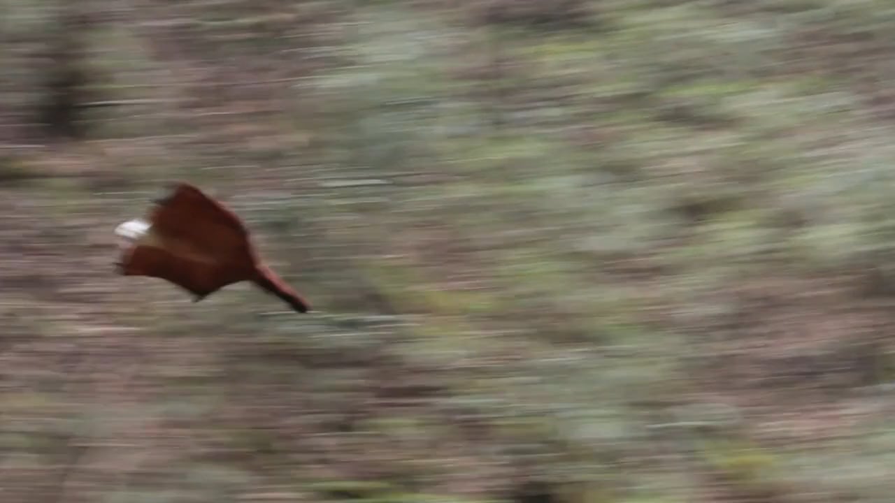 Flying Squirrel - NWF | Ranger Rick