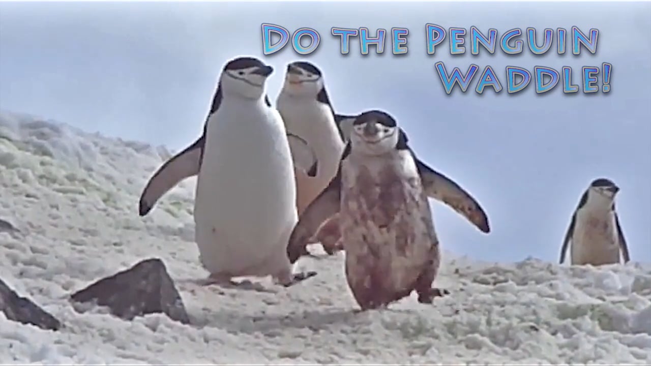 Do the Penguin Waddle! - NWF | Ranger Rick