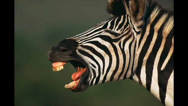 Listen to a Barking Zebra - NWF | Ranger Rick