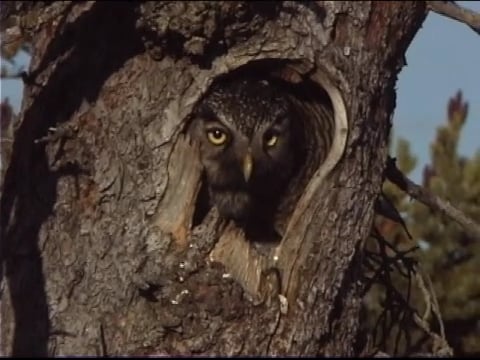 Hawk Owls by Michael Quinton - NWF | Ranger Rick