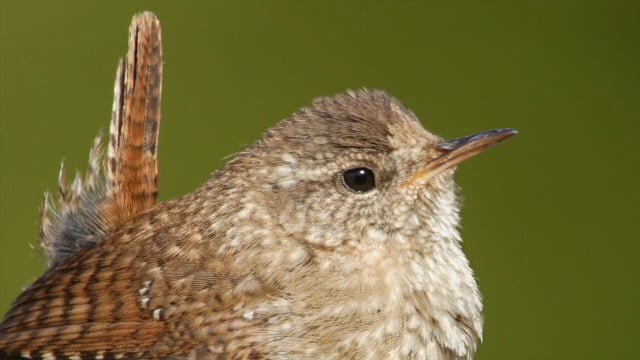 Listen to the Winter Wren - NWF | Ranger Rick