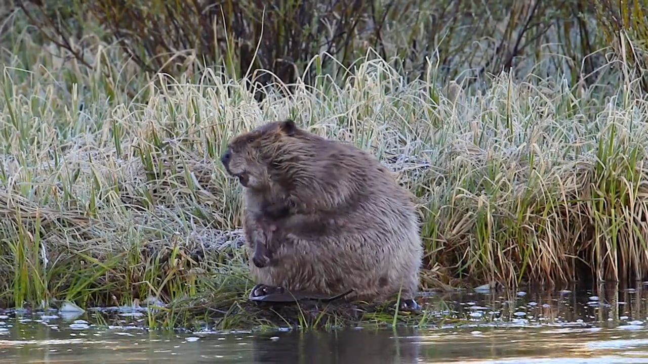 Mrs. Beaver Grooming Herself - NWF | Ranger Rick