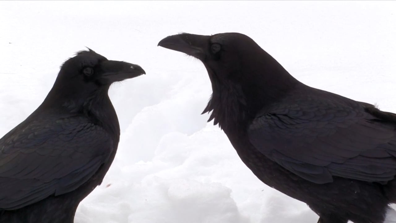 Watch Ravens Socialize in the Snow - NWF | Ranger Rick