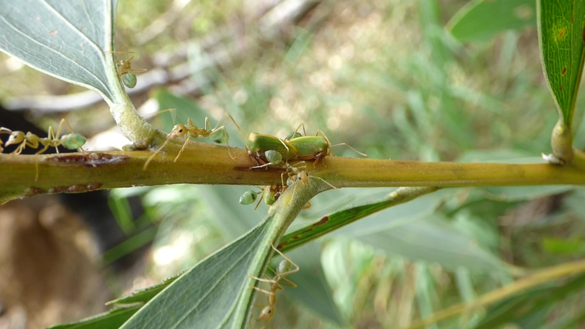 Green Weaver Ants Protecting Treehoppers in Australia - NWF | Ranger Rick