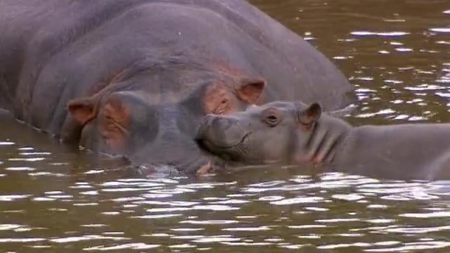 Hippos Resting in the River - NWF | Ranger Rick