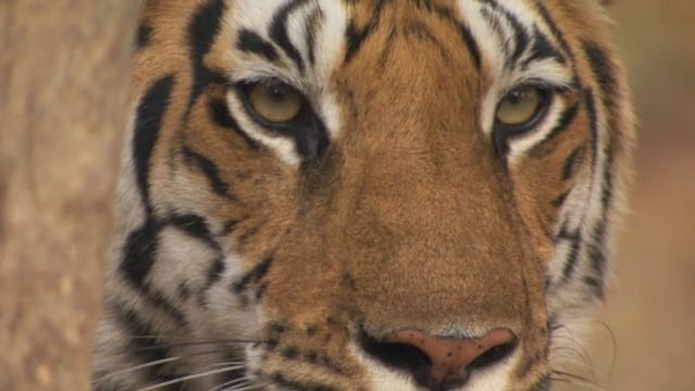 Tiger Hunt - NWF | Ranger Rick