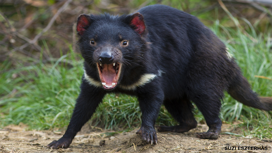 Tasmanian Devils NWF Ranger Rick Tasmanian Devils NWF Ranger Rick