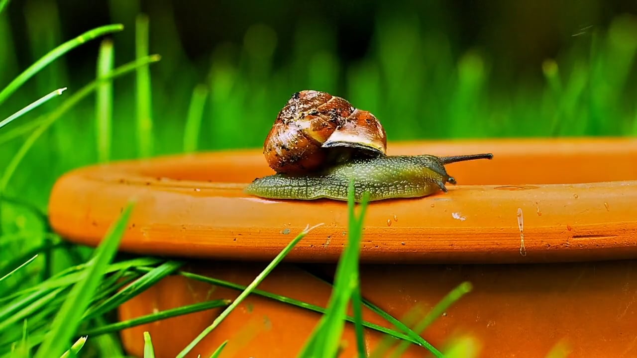 Snail Rodeo - NWF | Ranger Rick