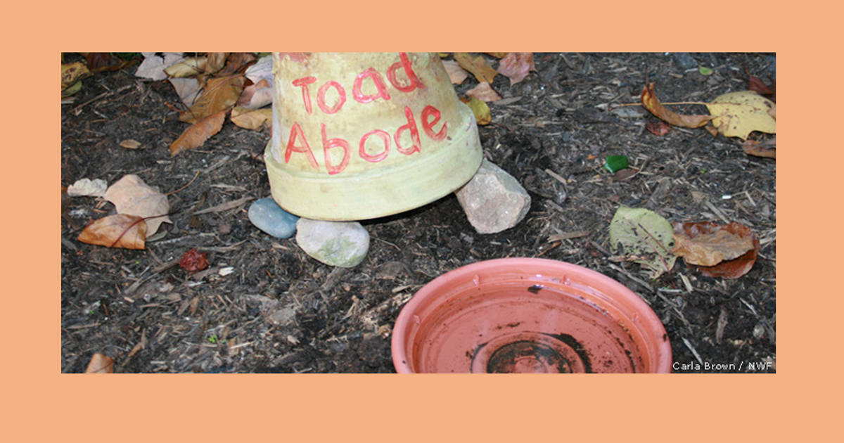 Make a Toad House - NWF | Ranger Rick