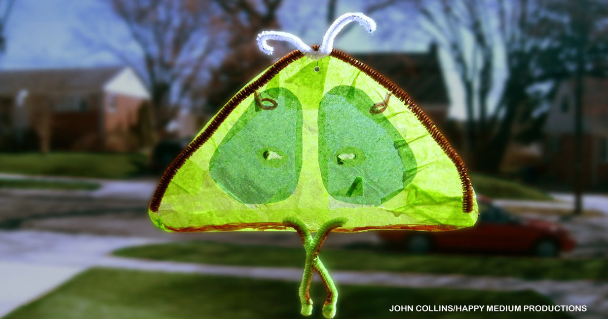 Make a Luna Moth Sun Catcher - NWF | Ranger Rick