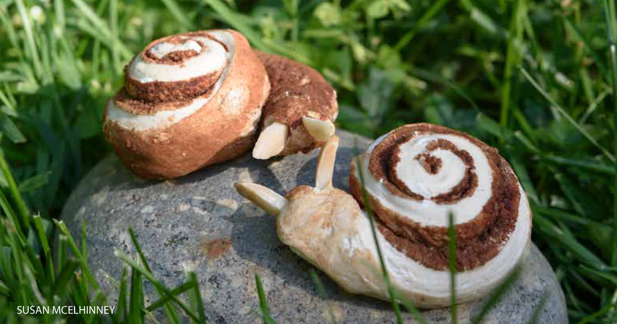 Make Snail Snacks - NWF | Ranger Rick