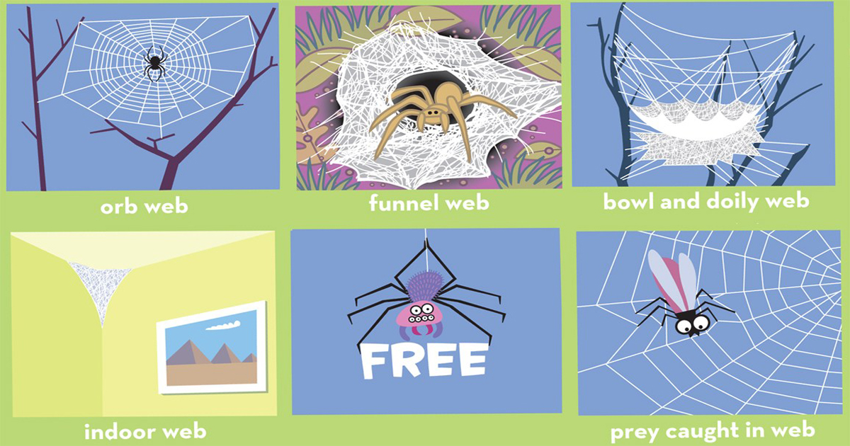 Play Spider Bingo - NWF | Ranger Rick