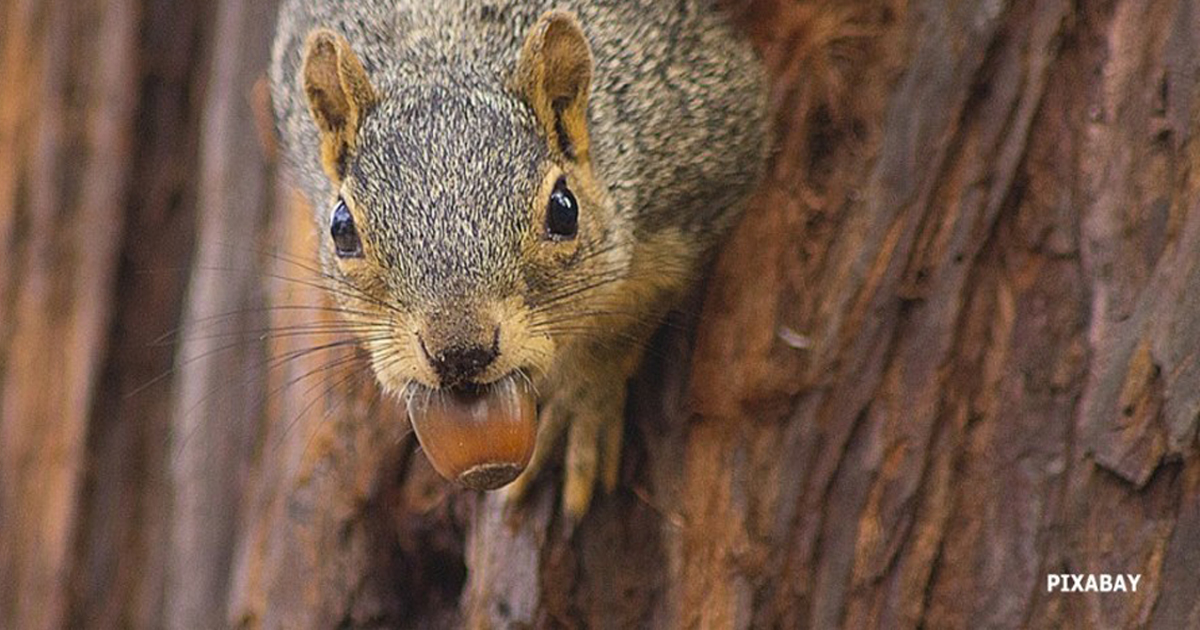 Watch Snacking Squirrels - NWF | Ranger Rick