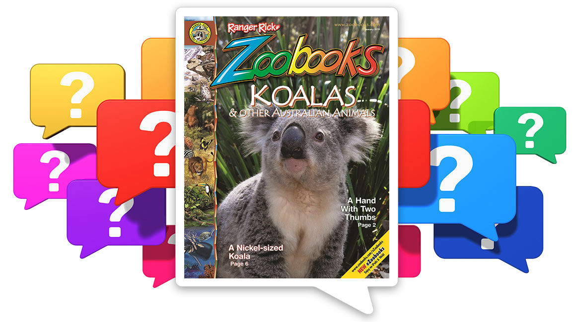 Koalas & Other Australian Animals - NWF | Ranger Rick