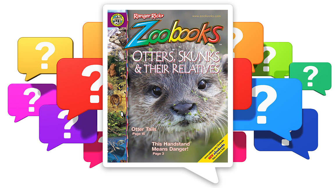 Otters, Skunks, & Their Relatives - NWF | Ranger Rick