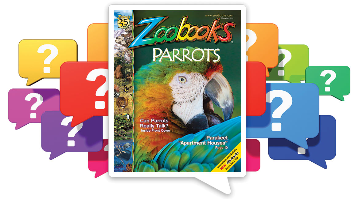 Parrots - NWF | Ranger Rick