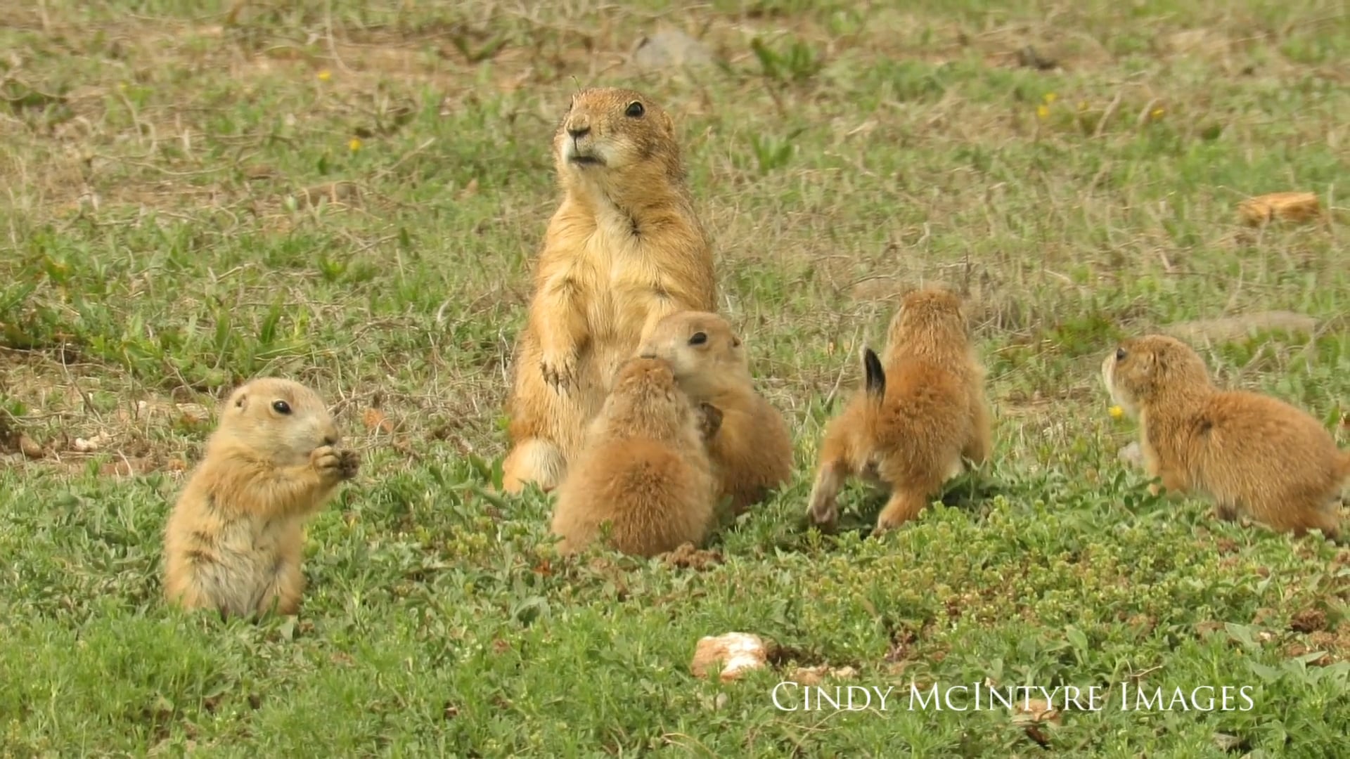 Playful Prairie Dog Pups - NWF | Ranger Rick