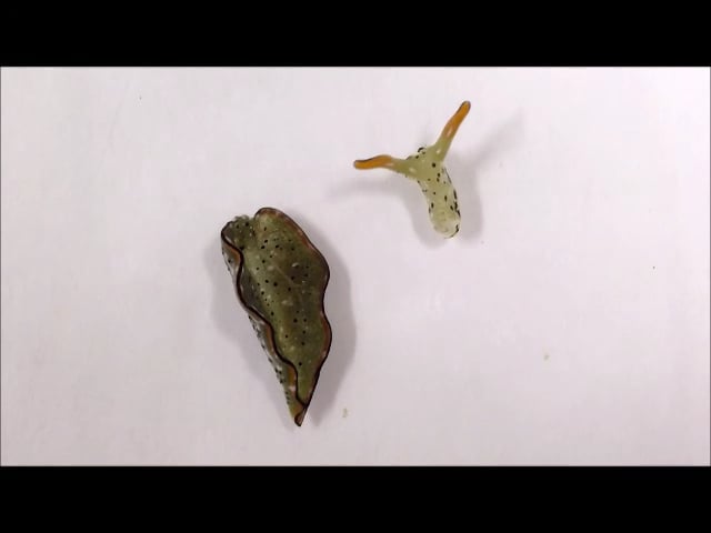 A Headless Sea Slug - NWF | Ranger Rick