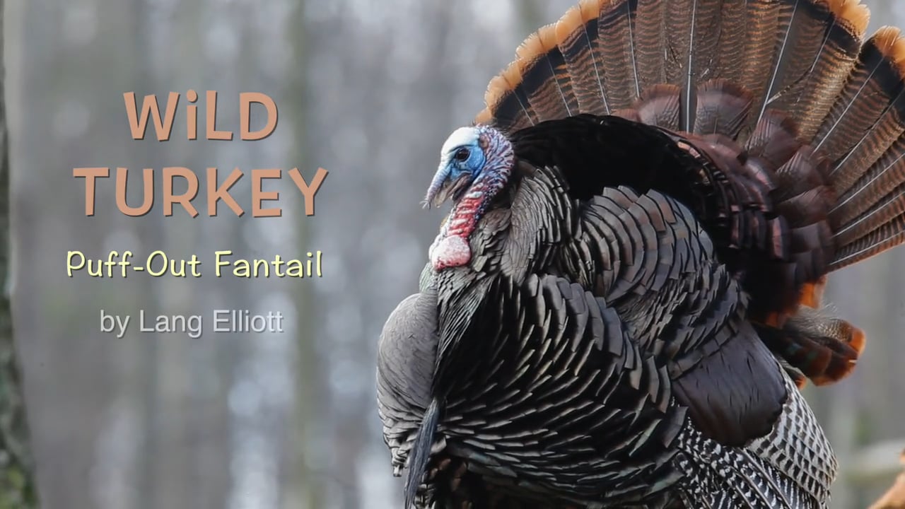 Wild Turkeys Dancing - NWF | Ranger Rick