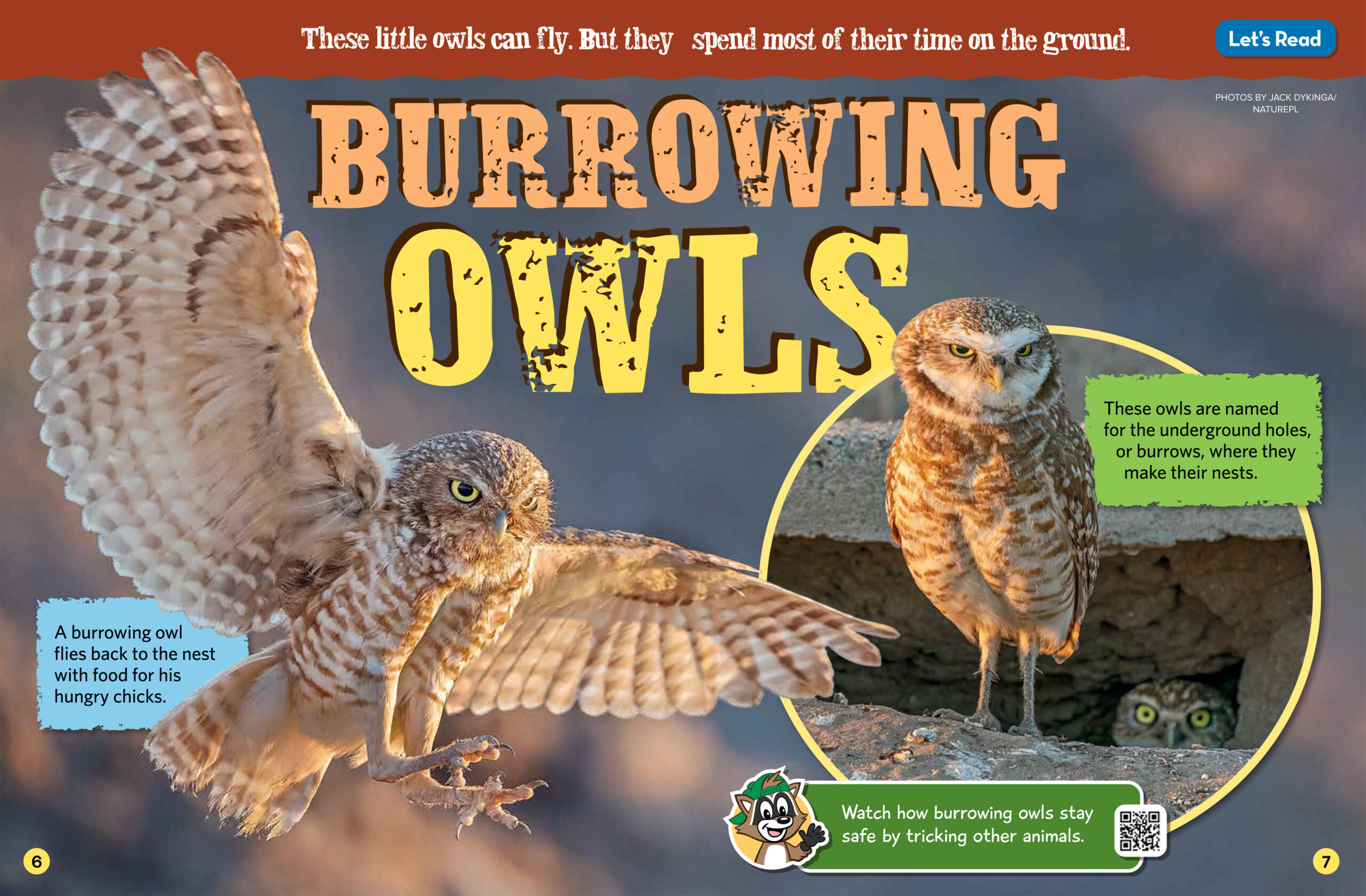 Burrowing Owls NWF Ranger Rick