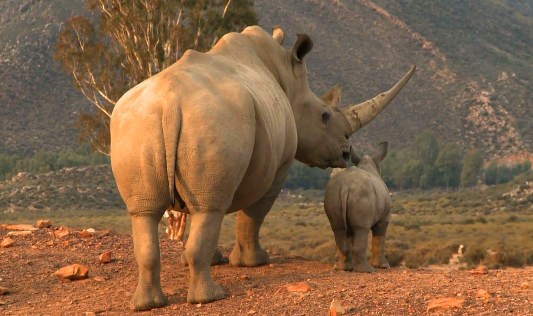 Zoobooks Rhinos - NWF | Ranger Rick
