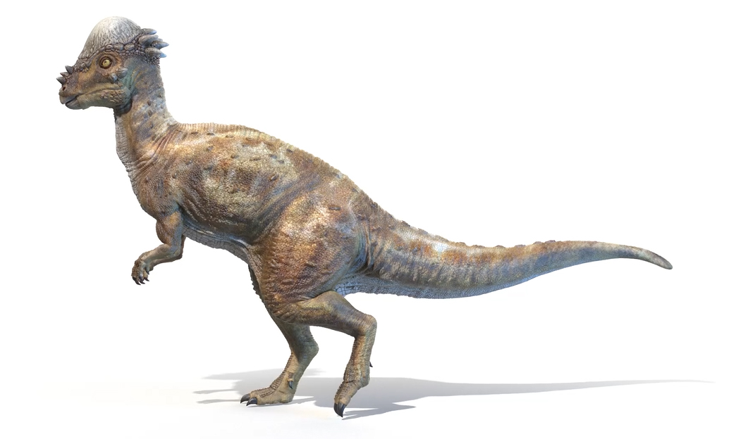 Ranger Rick Dinosaurs: Pachycephalosaur - NWF | Ranger Rick