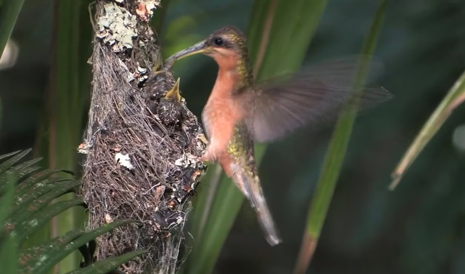 Zoobooks Hummingbirds - NWF | Ranger Rick
