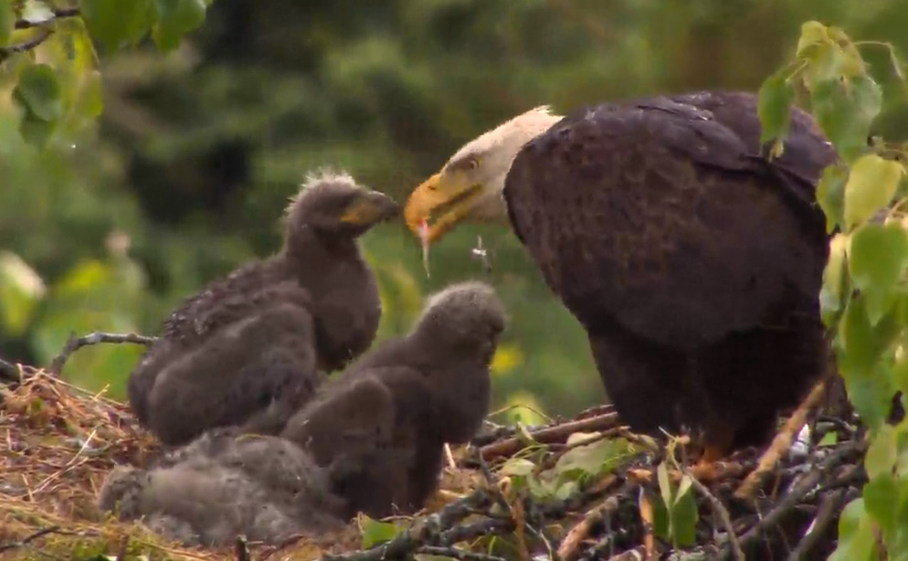 Zoobooks Birds of Prey - NWF | Ranger Rick
