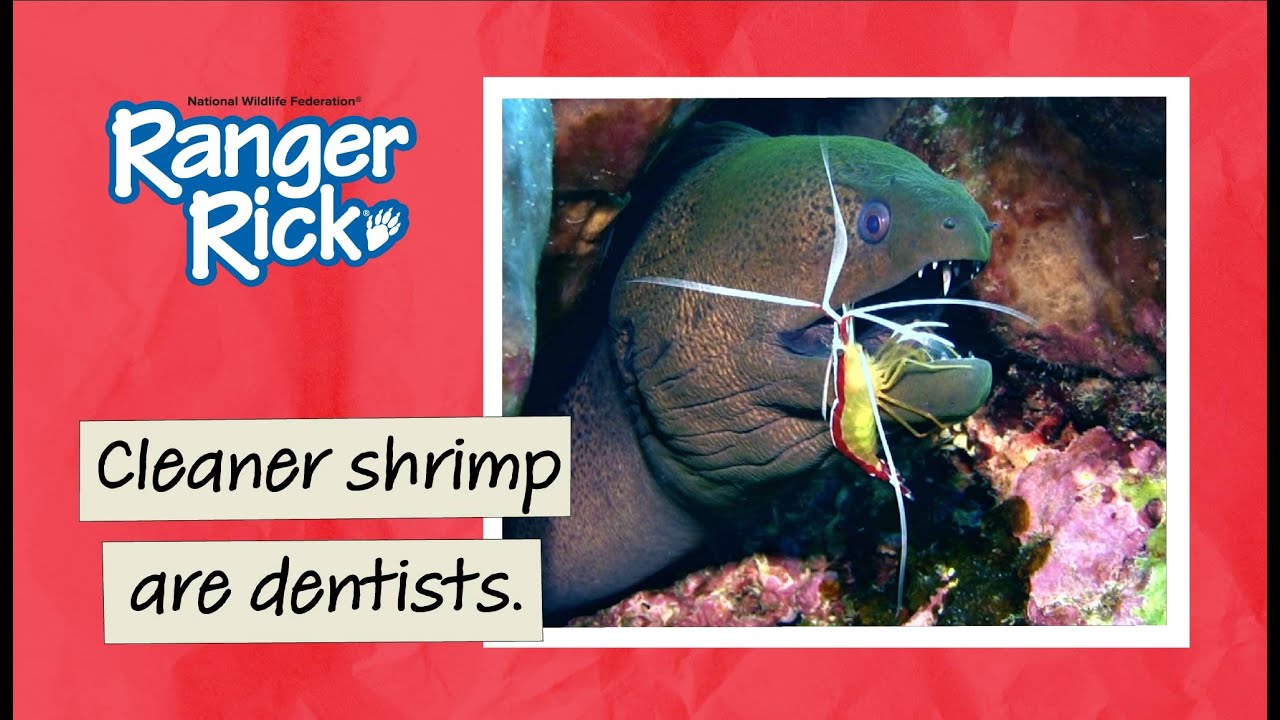 Cleaner Shrimp and Moray Eel - NWF | Ranger Rick