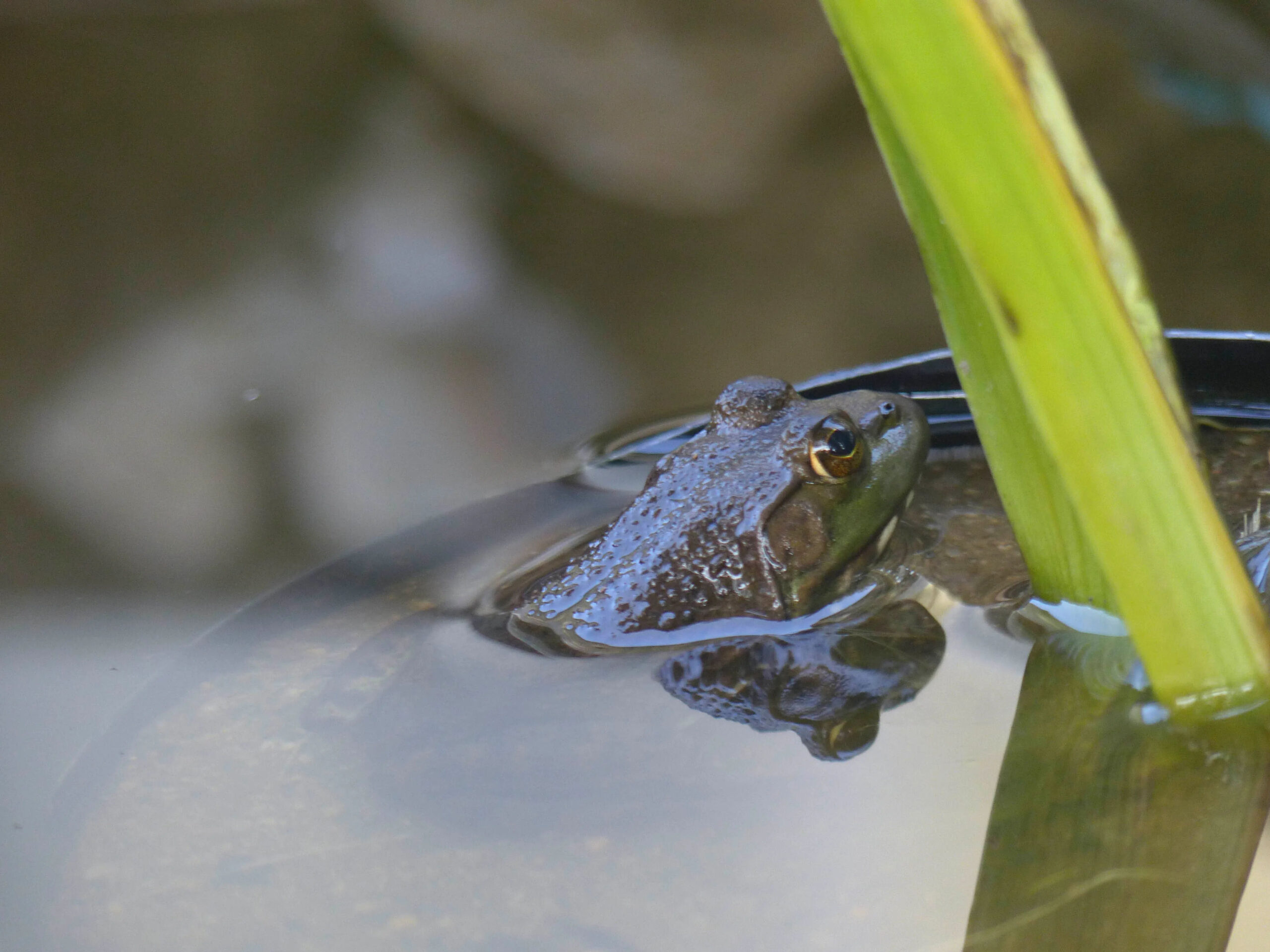 Photo Contest - NWF | Ranger Rick
