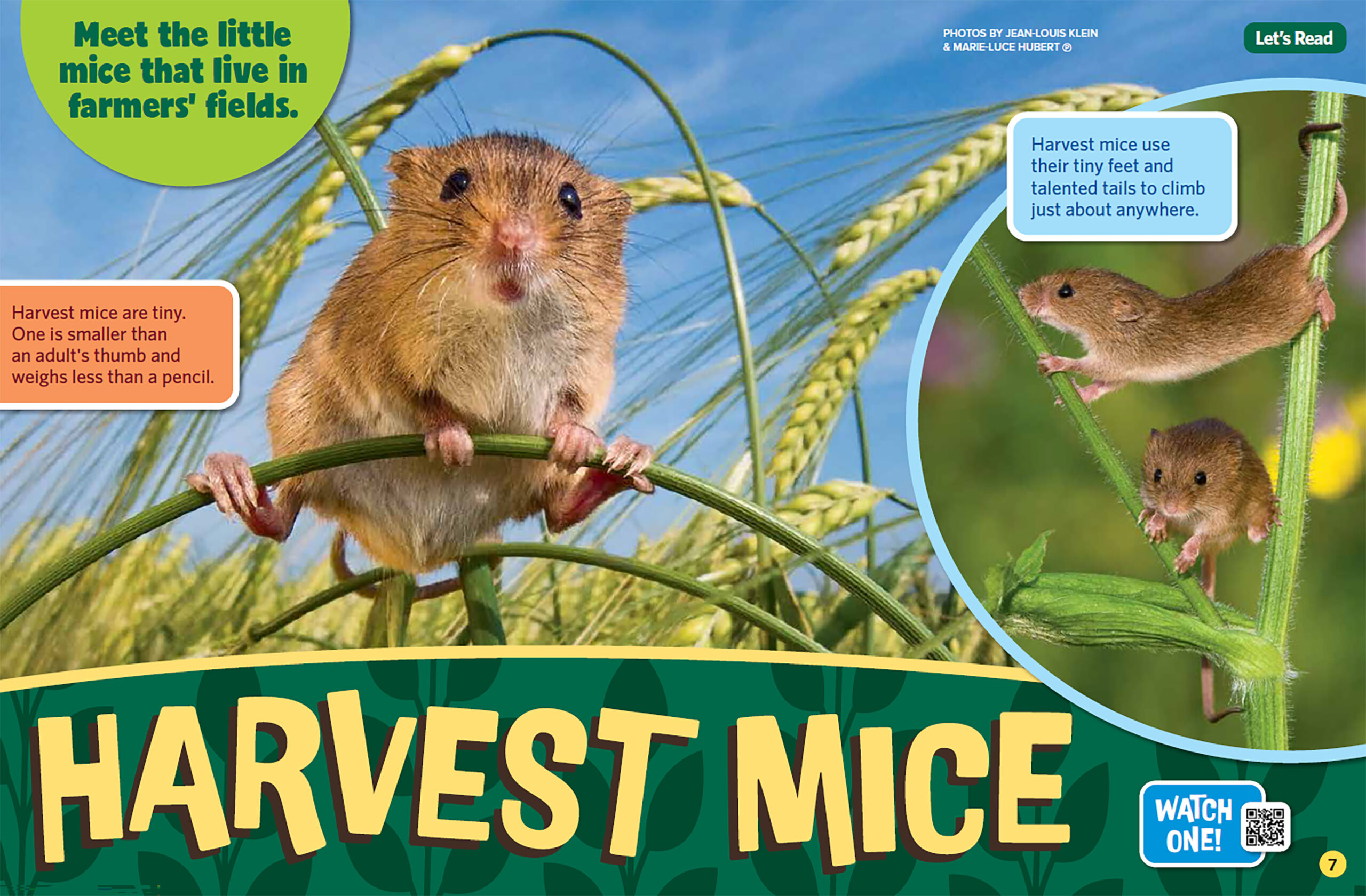 Harvest Mice - NWF | Ranger Rick